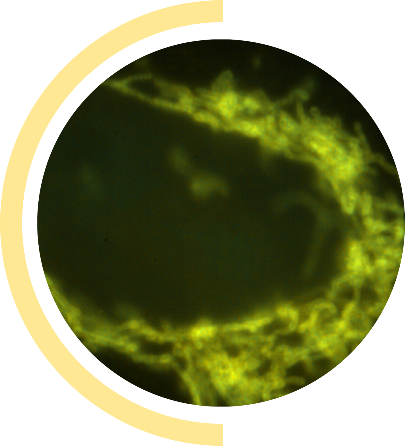 SPAD Alpha high-speed photon counting camera - Pi Imaging
