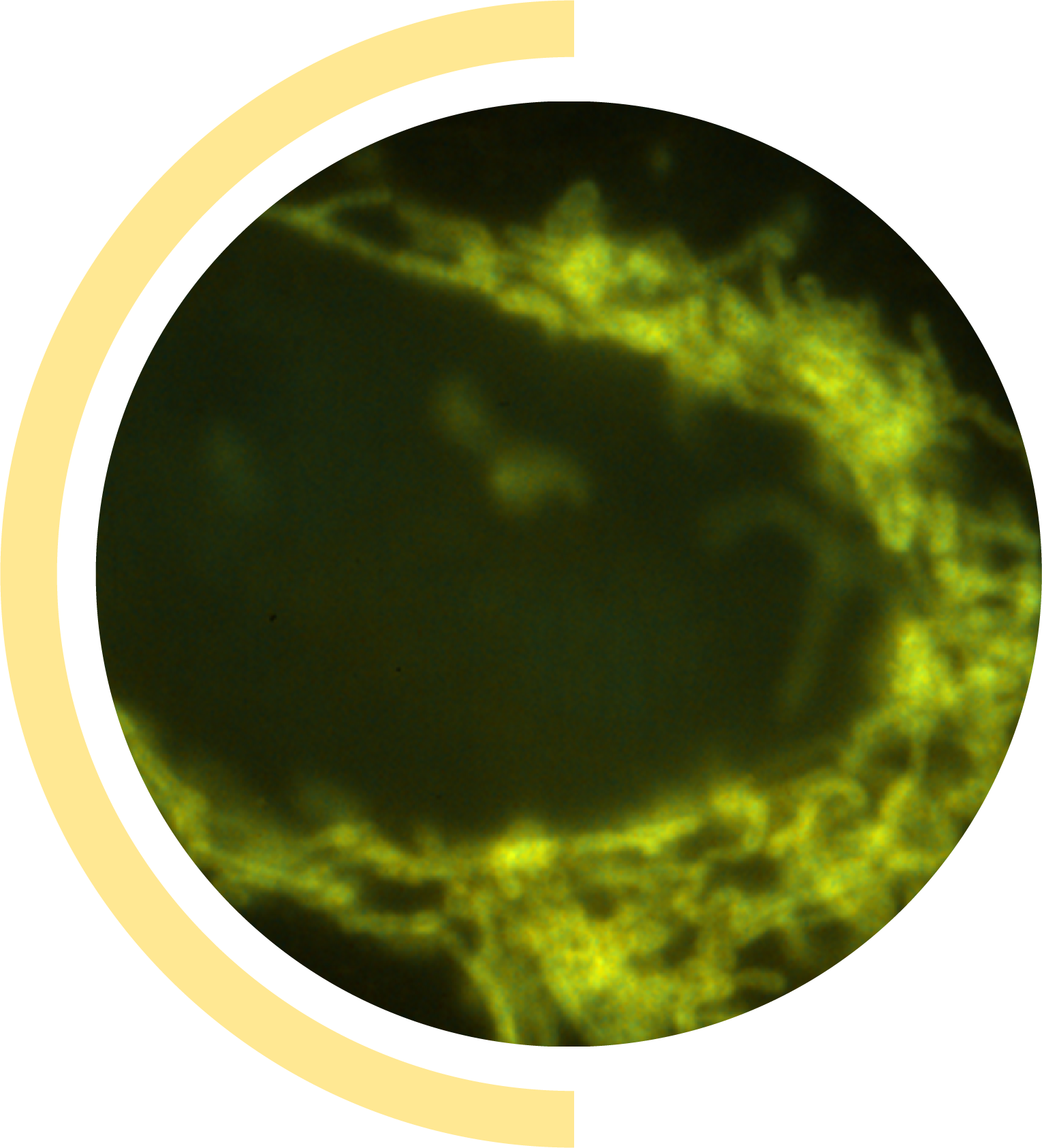 SPAD Alpha high-speed photon counting camera - Pi Imaging